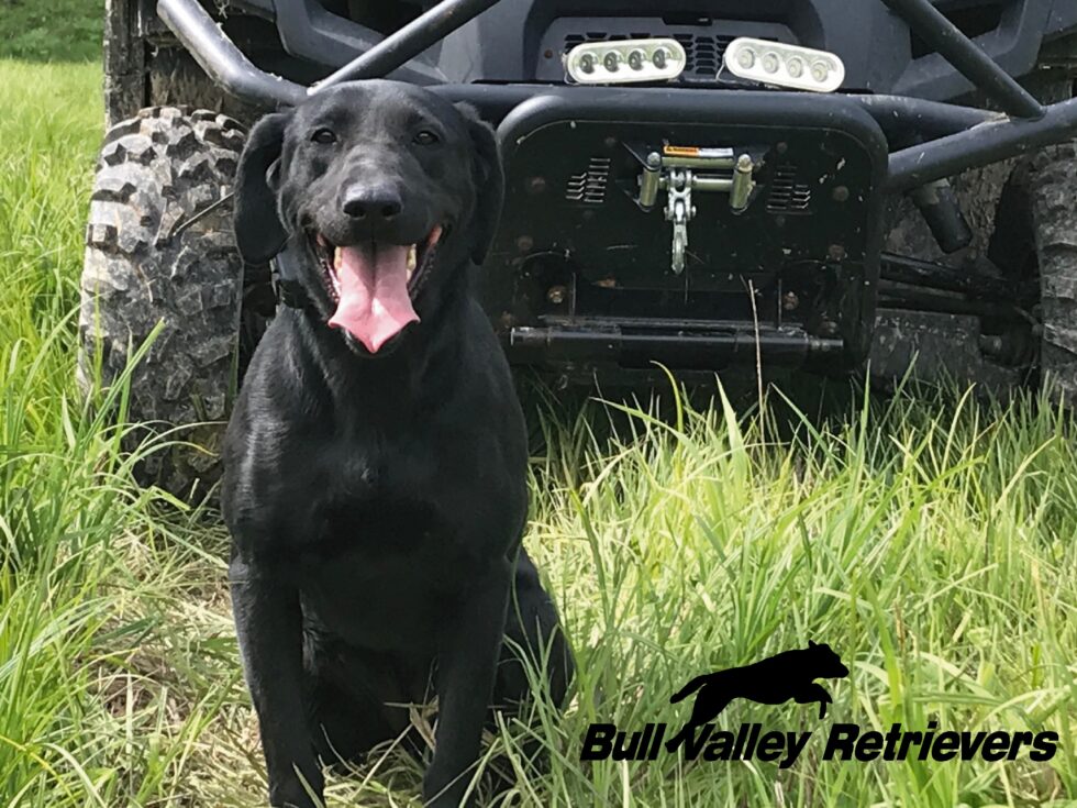 Tips for Gun Dog Success and Your Hunting Retriever | Bull Valley ...